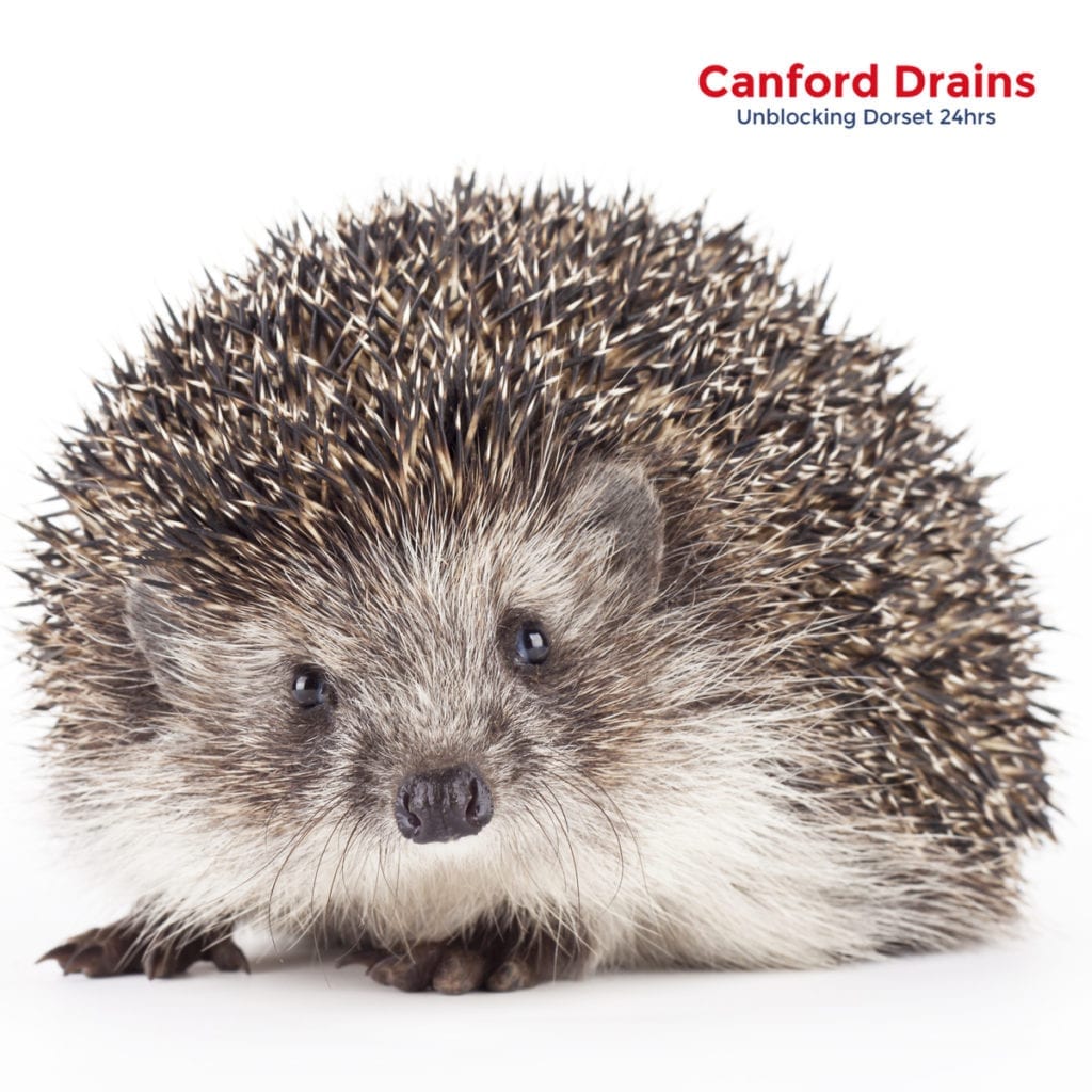 Save our Hedgehogs - Canford Drains